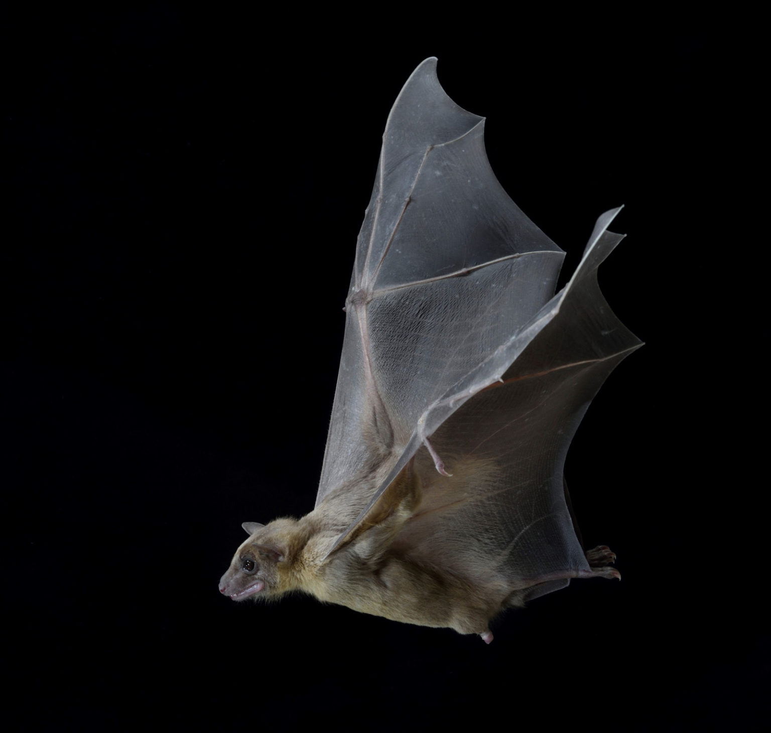 Roosting with bats: Nature's most misunderstood mammal