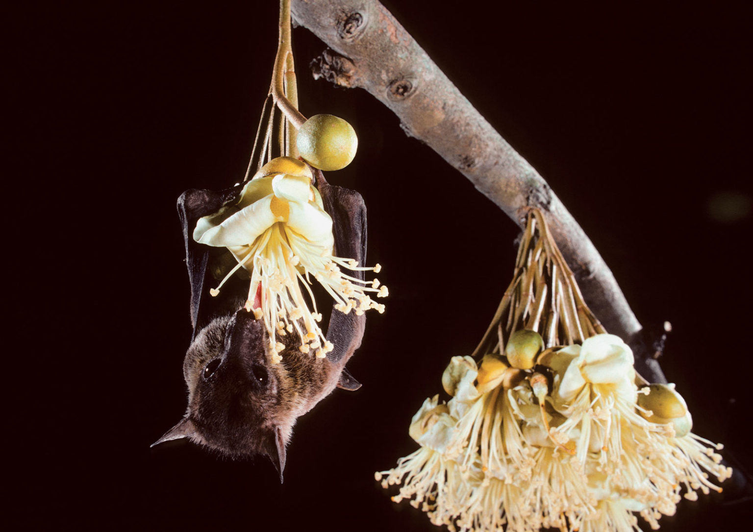 Roosting with bats: Nature's most misunderstood mammal