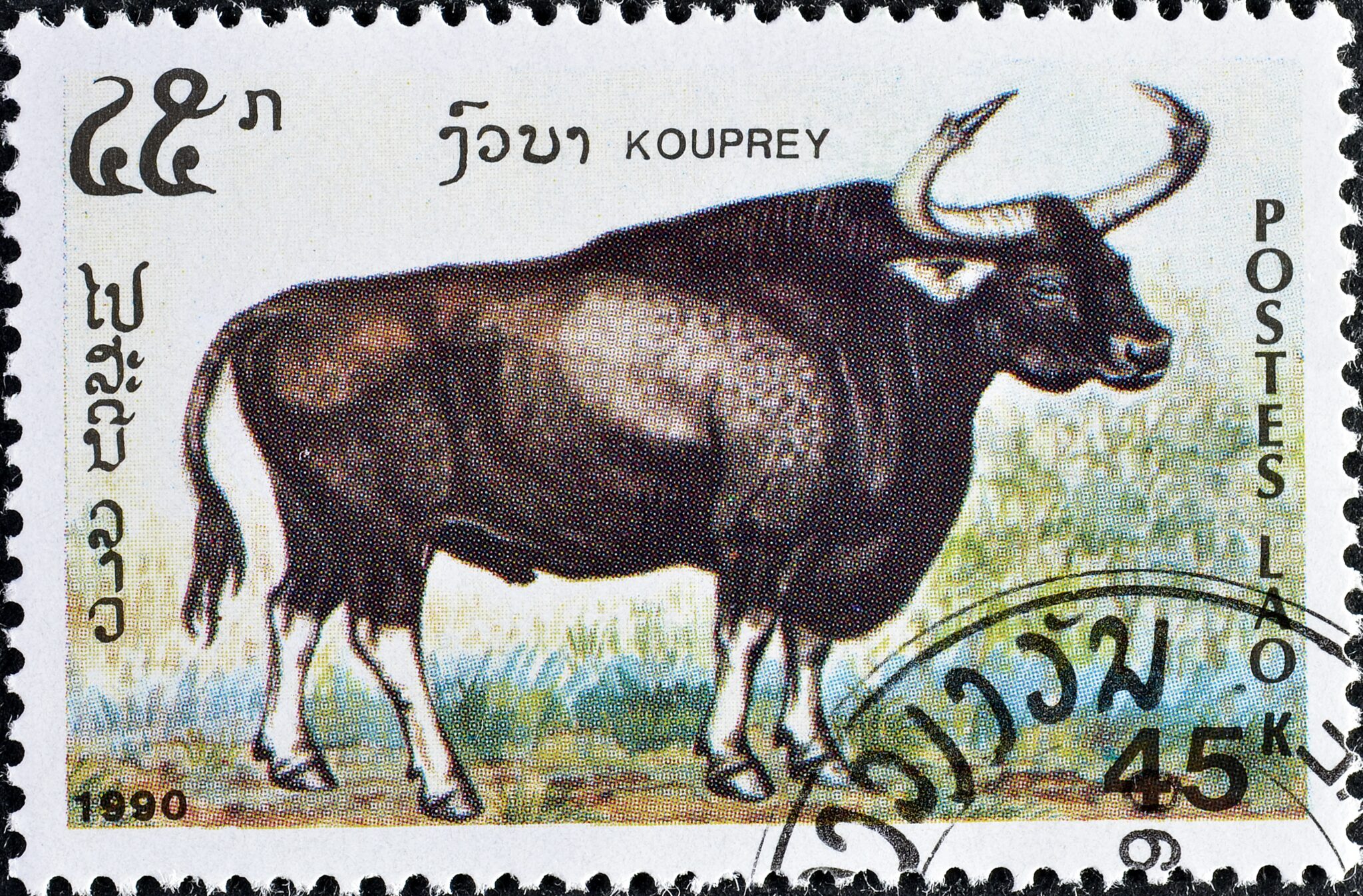 Cambodia: Kouprey