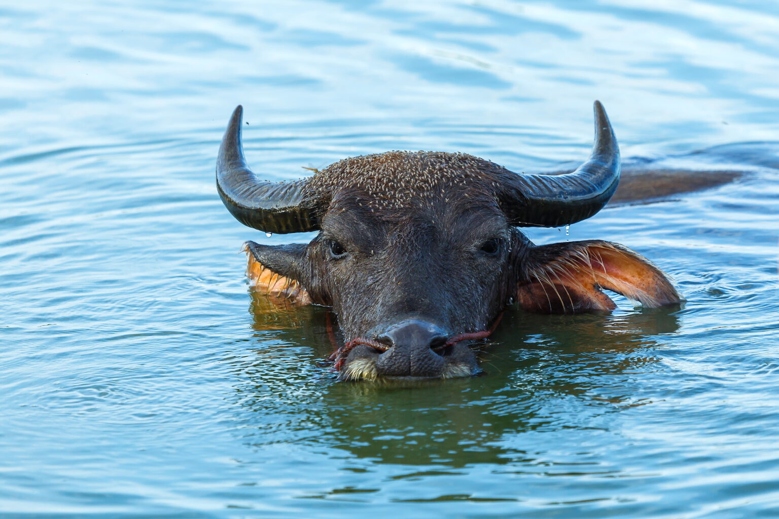 Vietnam: Water Buffalo