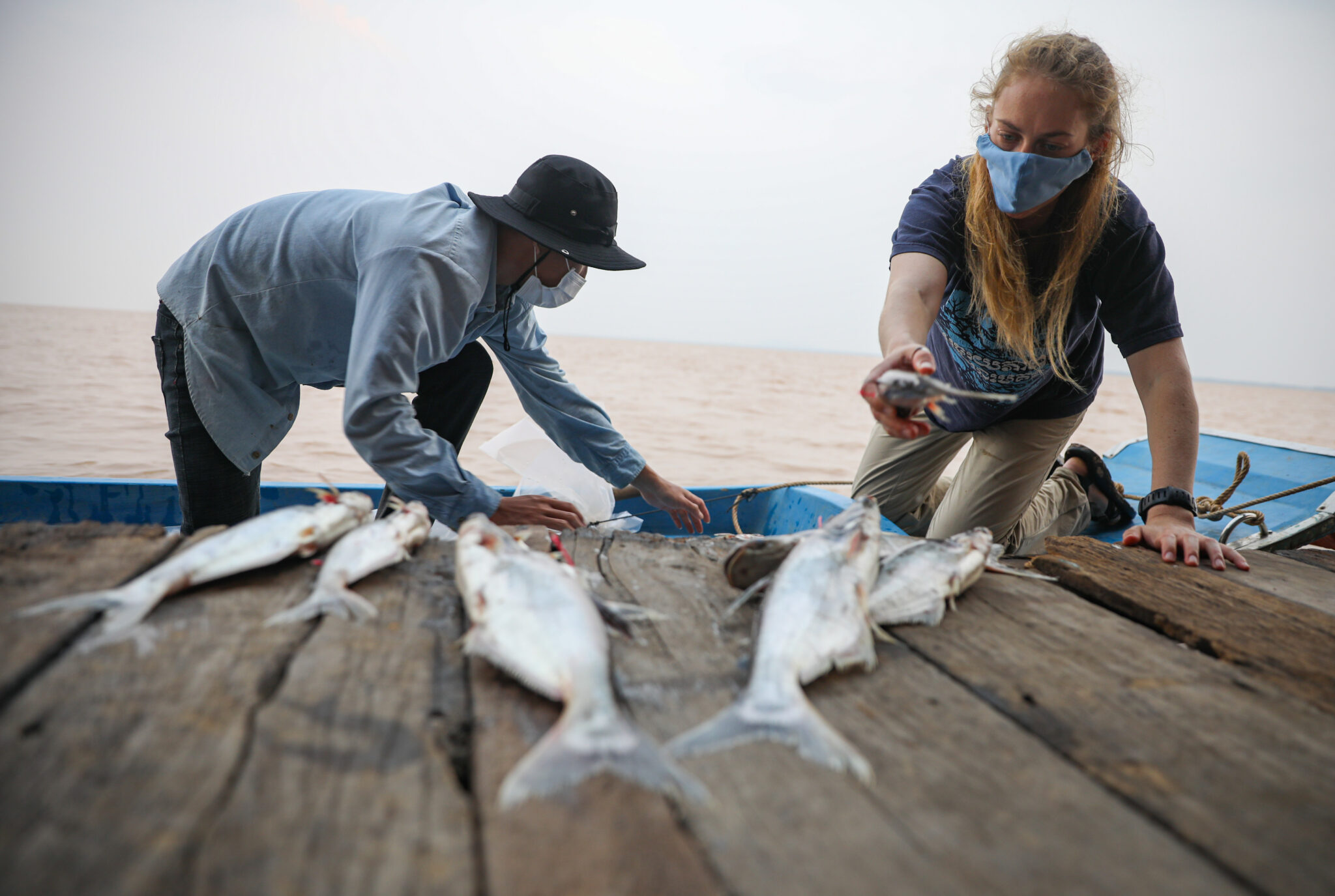 Cambodia's Tonle Sap Lake receives a record fish release