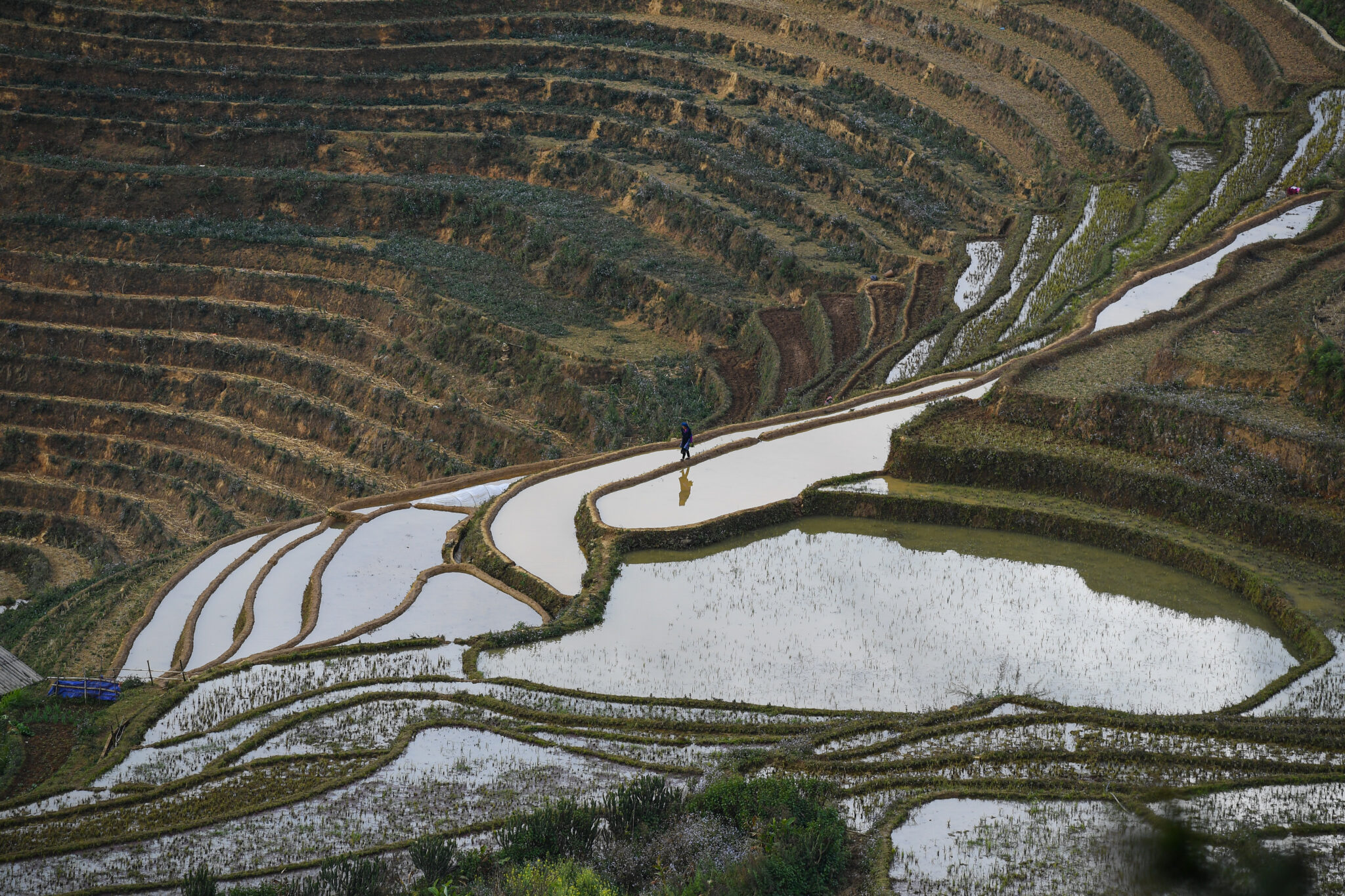 Sustainability and security concerns feed Southeast Asia's rice conundrum