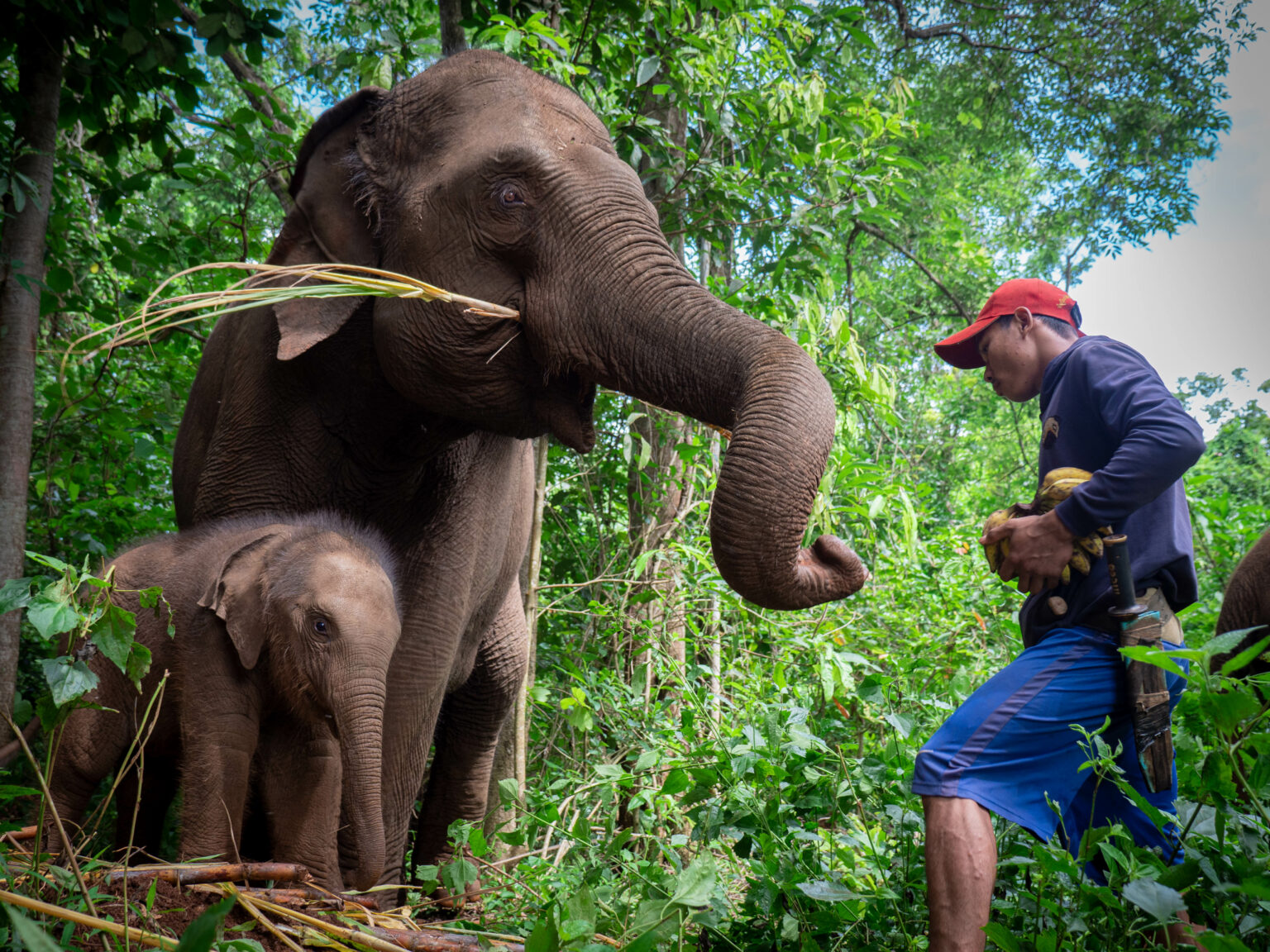 Traditional rituals welcome a Cambodian elephant to married life