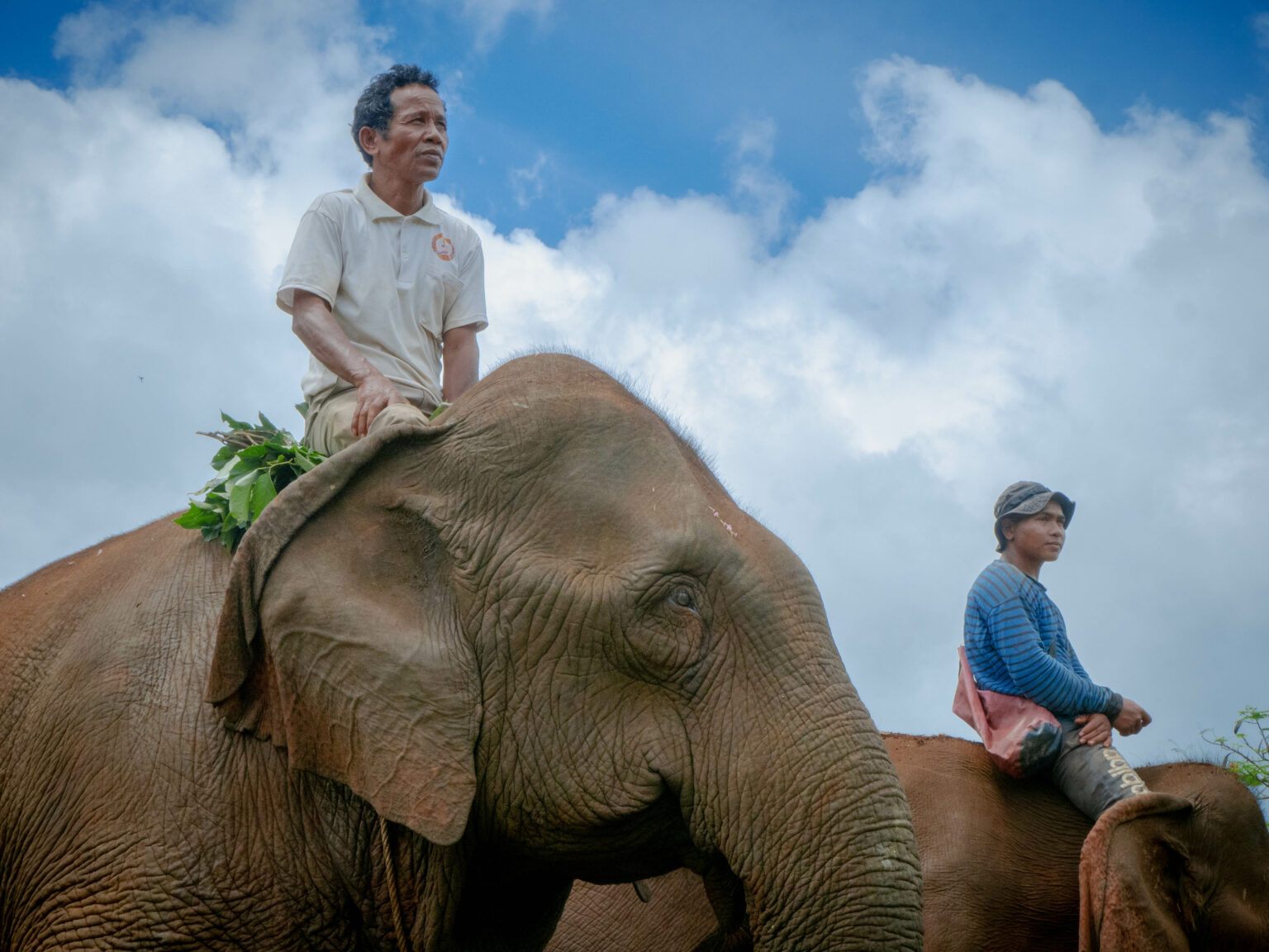 Traditional rituals welcome a Cambodian elephant to married life