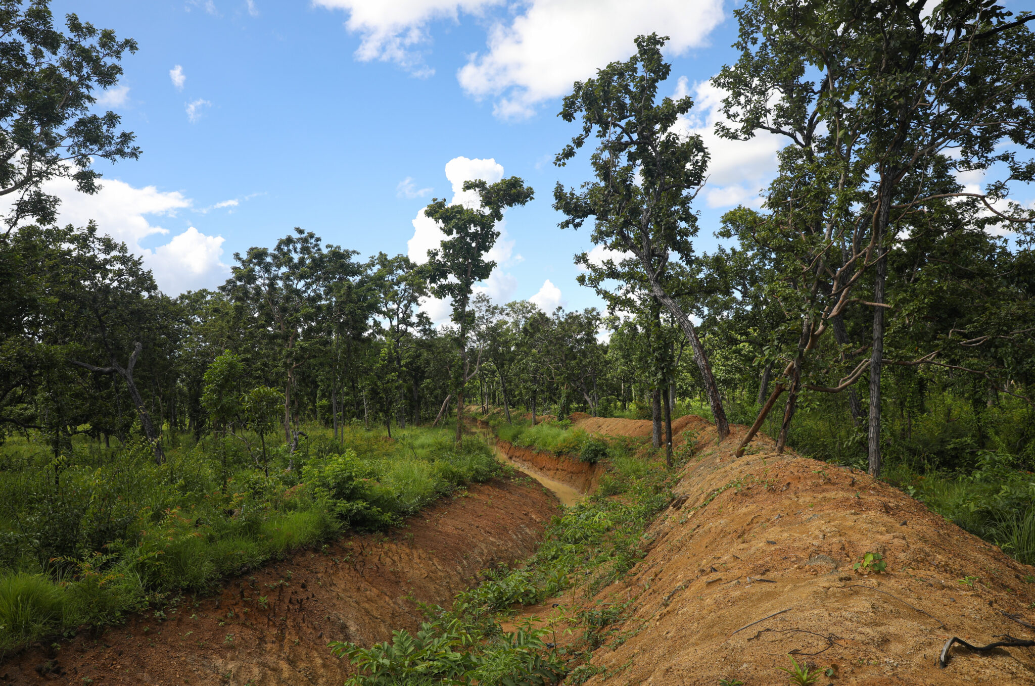 Silent Forests: Conservationists attempt ‘a last ditch effort’ to stave ...