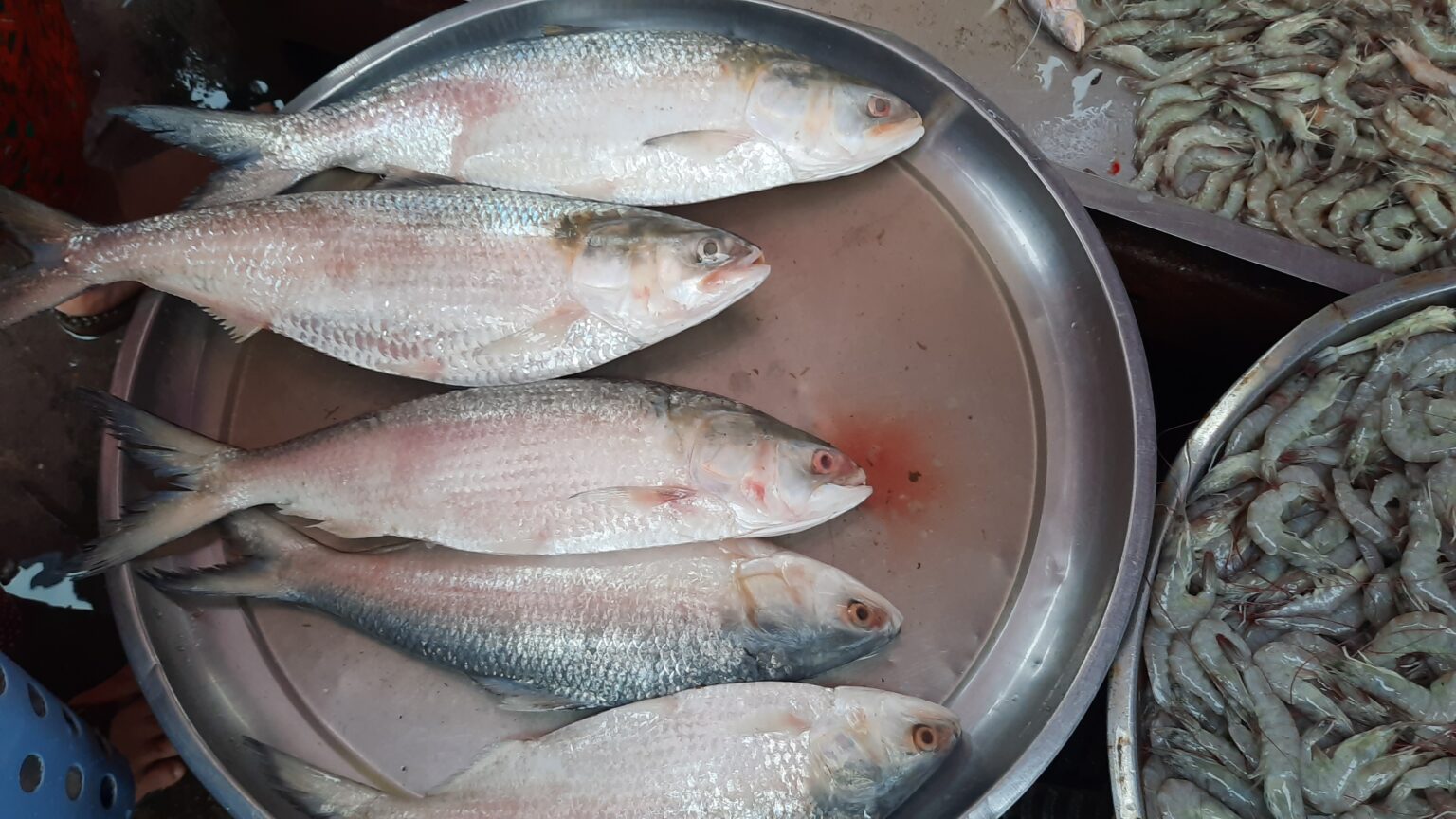 A dangerous ‘tipping point’: Myanmar’s aquatic species at risk as ...