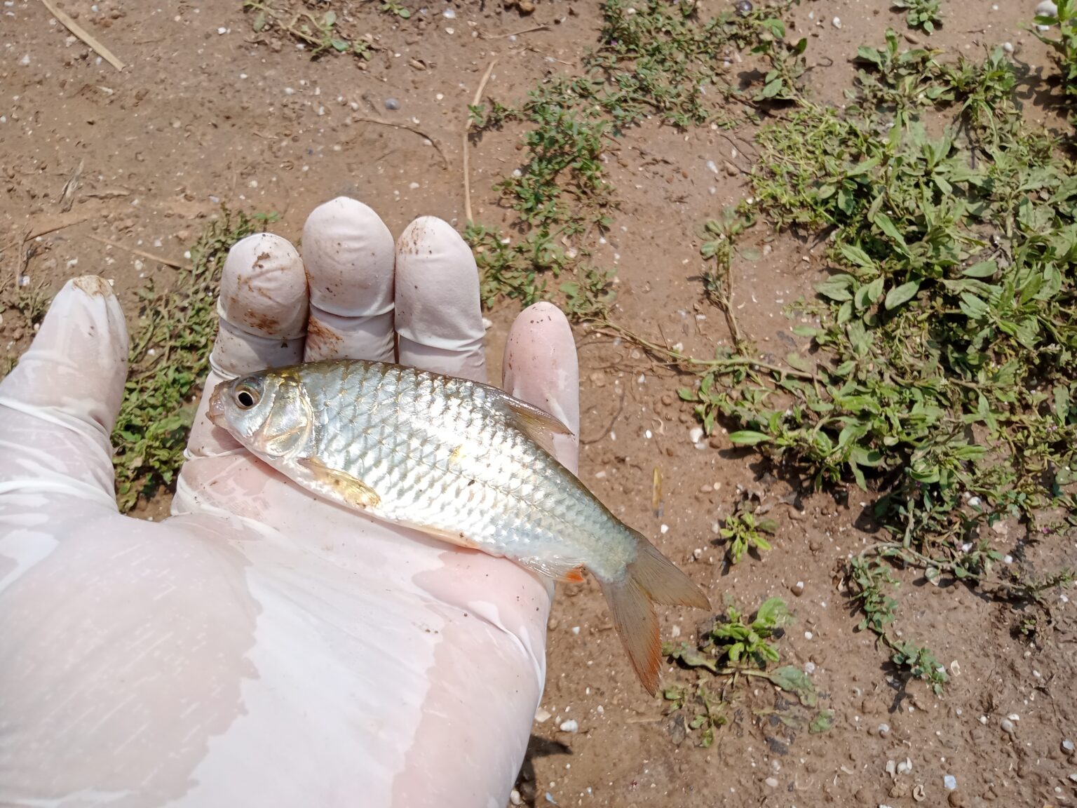 A dangerous ‘tipping point’: Myanmar’s aquatic species at risk as ...