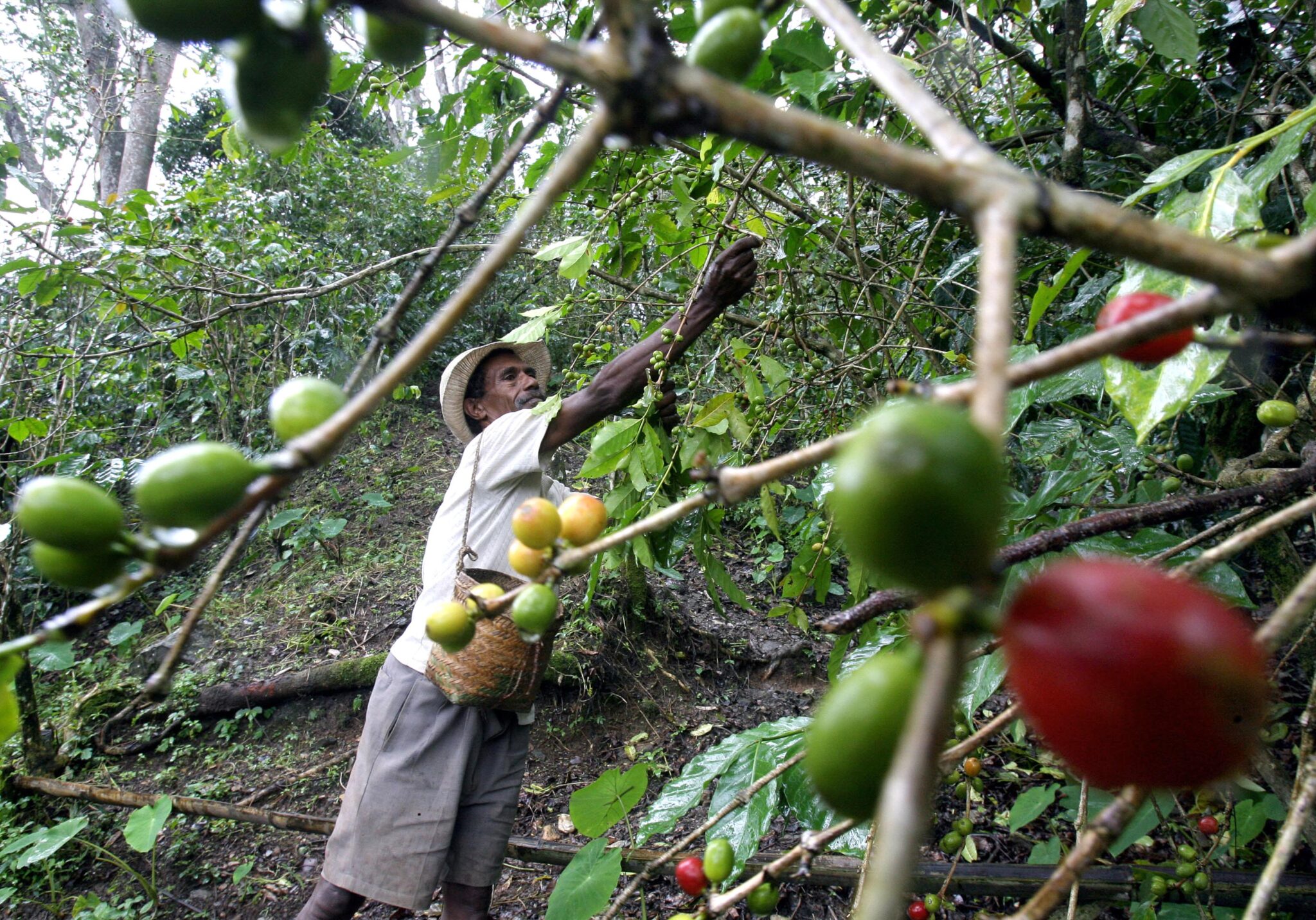 Experts urge economic diversification as vital for Timor-Leste's survival