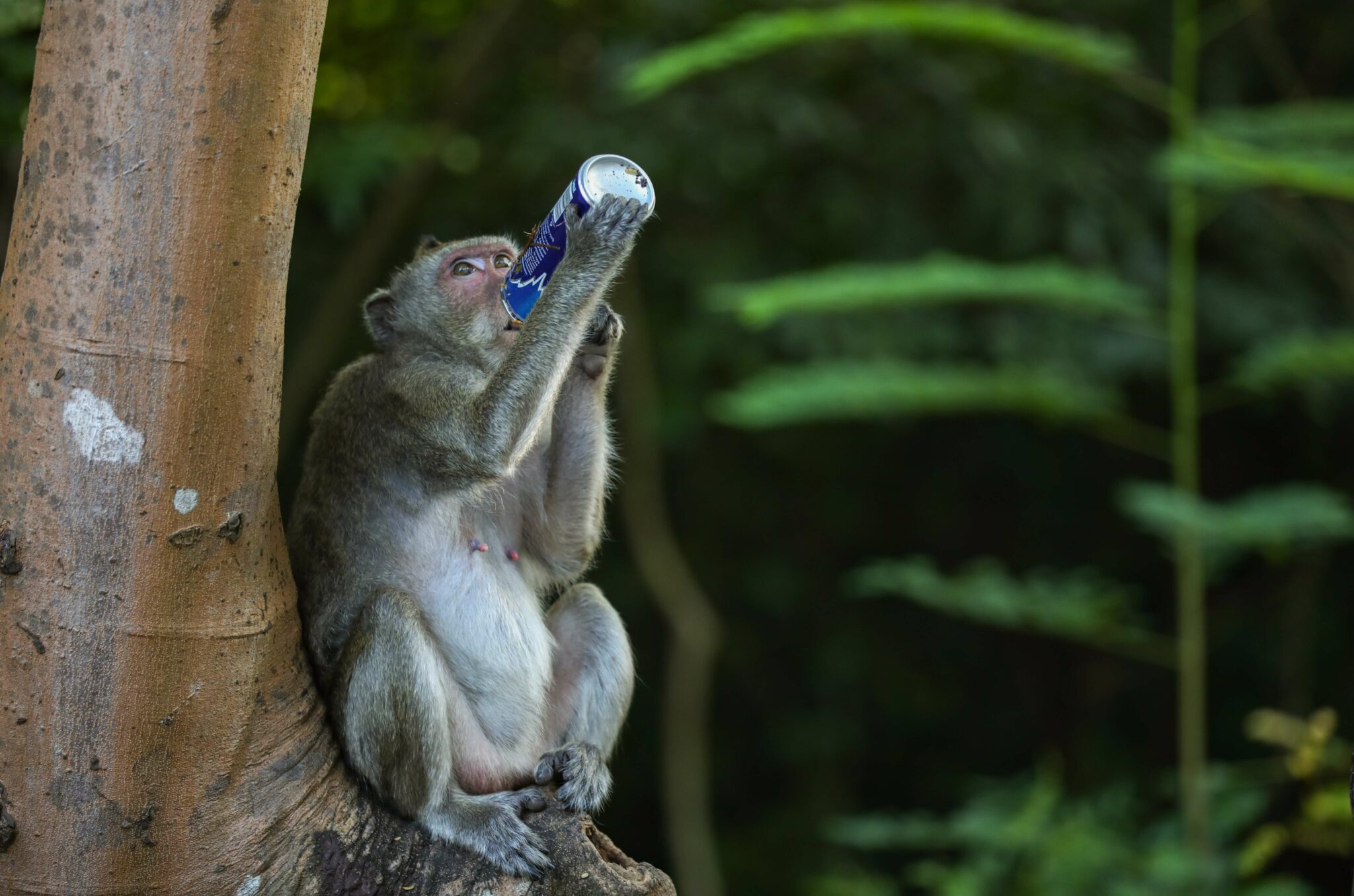 How the race for a Covid vaccine enriched monkey poachers and ...