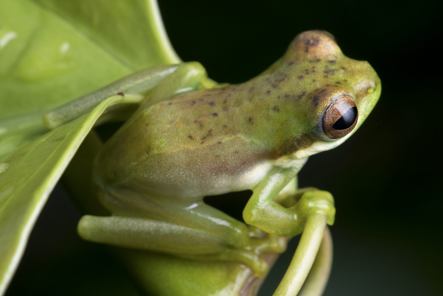 A walk in the jungle with naturalist Jeremy Holden