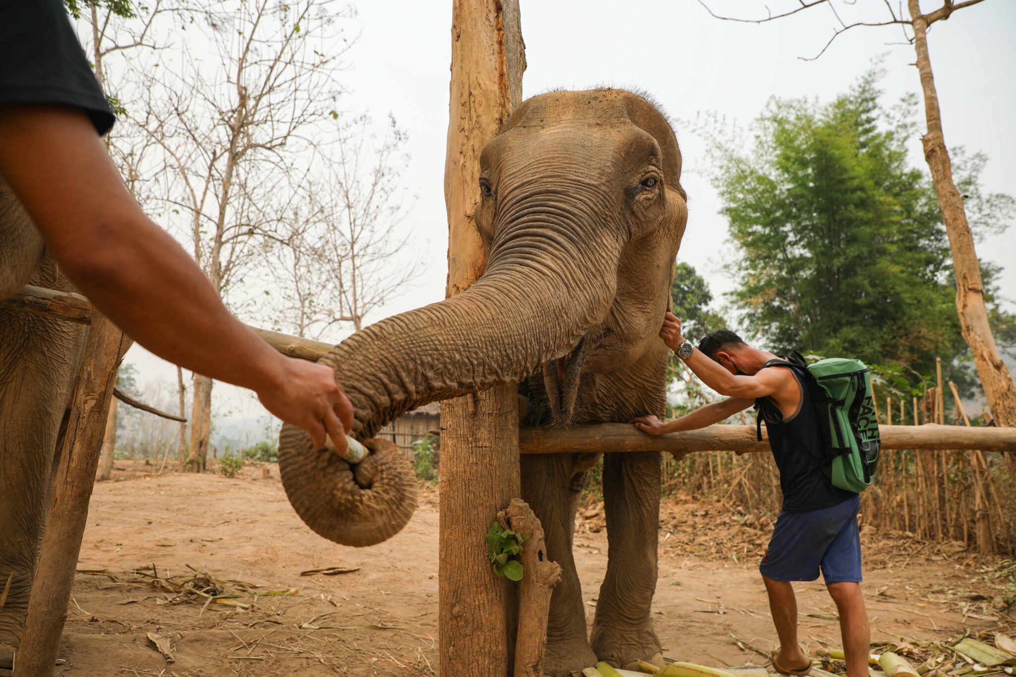 As Laos develops, can it make space for wild elephants?