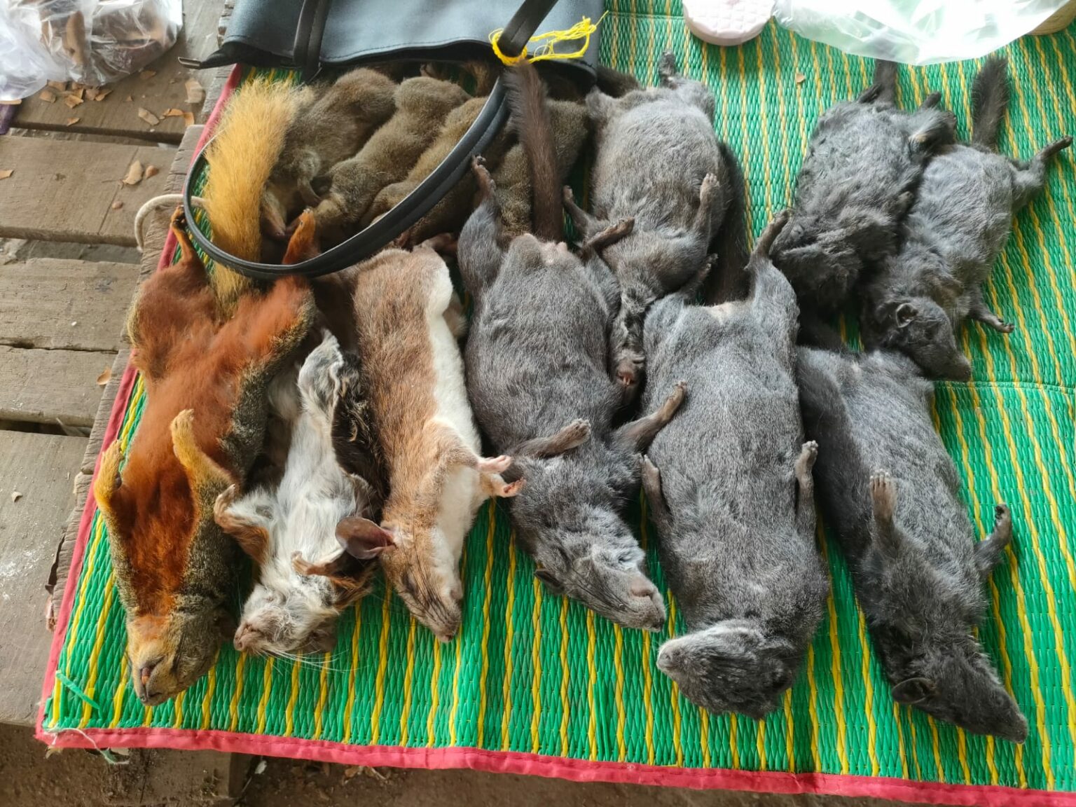 In the Annamite mountains, rare species edge toward extinction