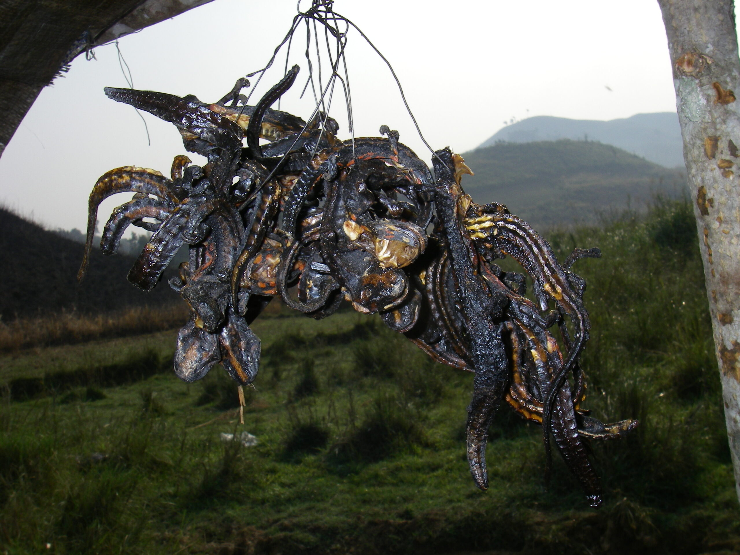 In the Annamite mountains, rare species edge toward extinction