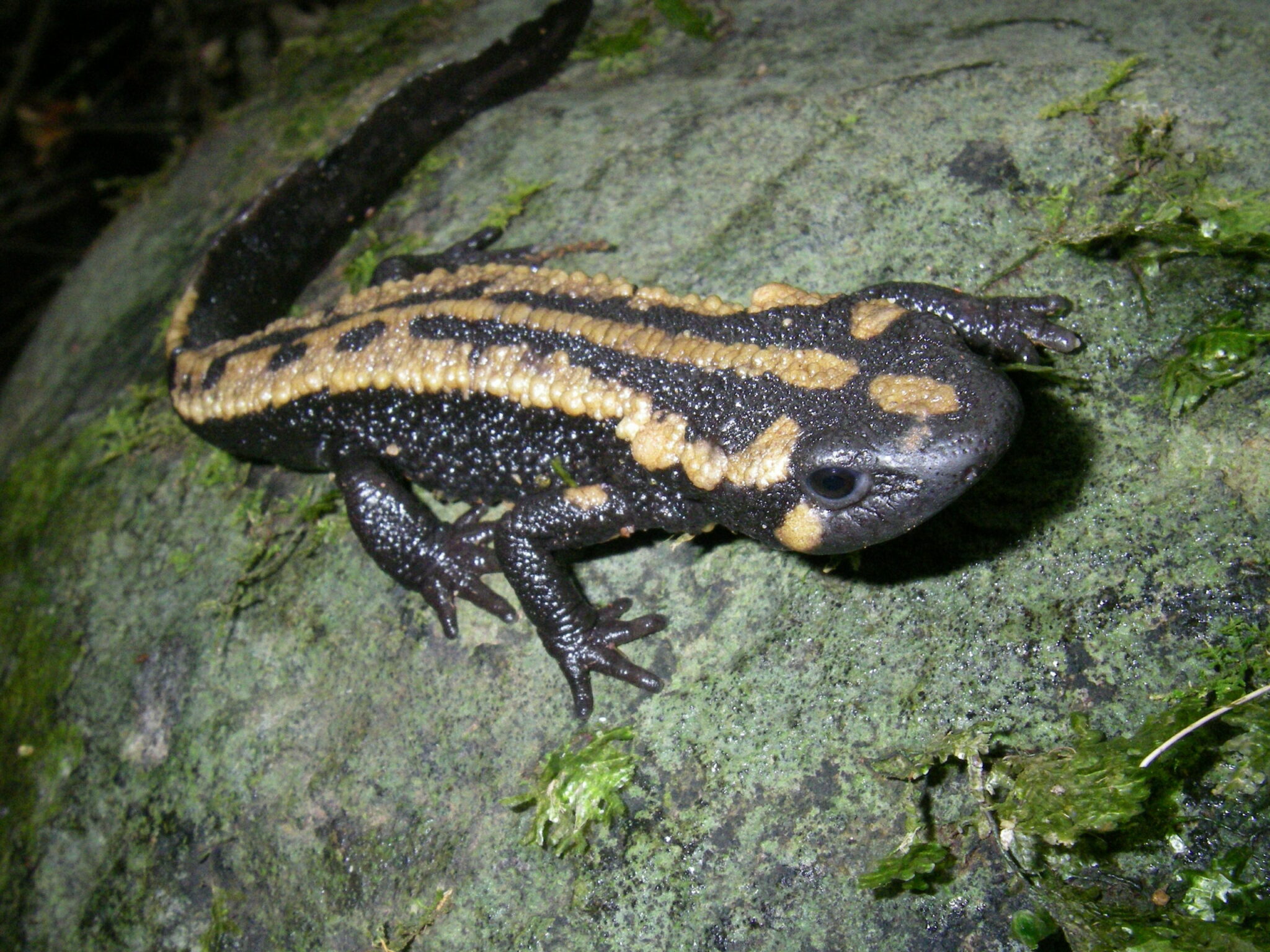 In the Annamite mountains, rare species edge toward extinction