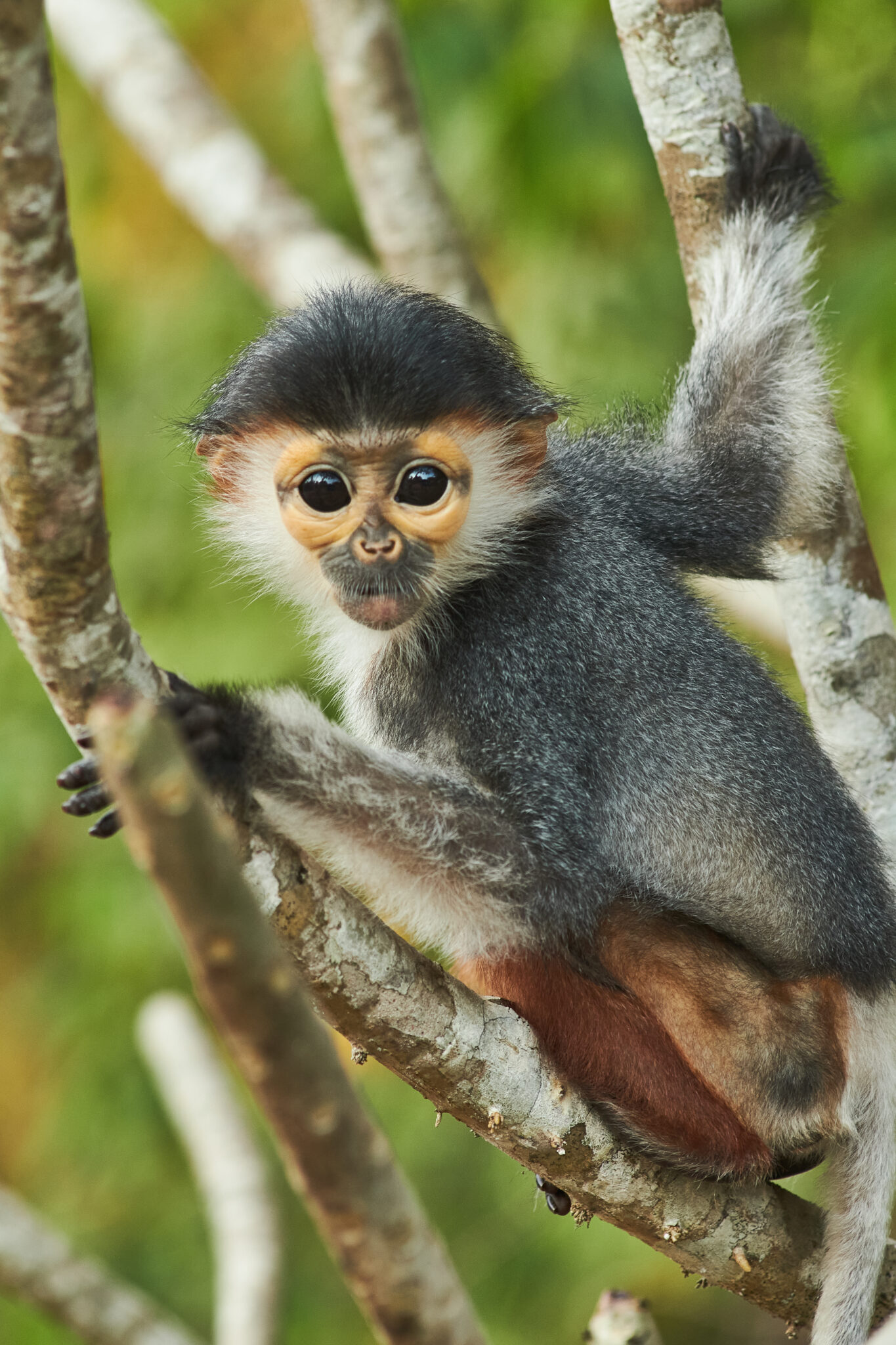 In the Annamite mountains, rare species edge toward extinction