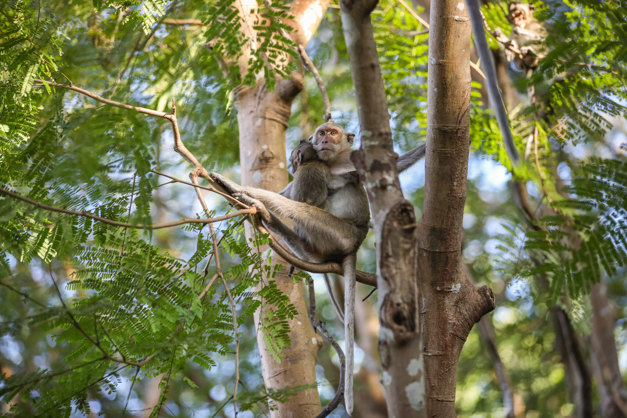 Cambodian monkey exports to Canada for lab tests are surging, fueling ...